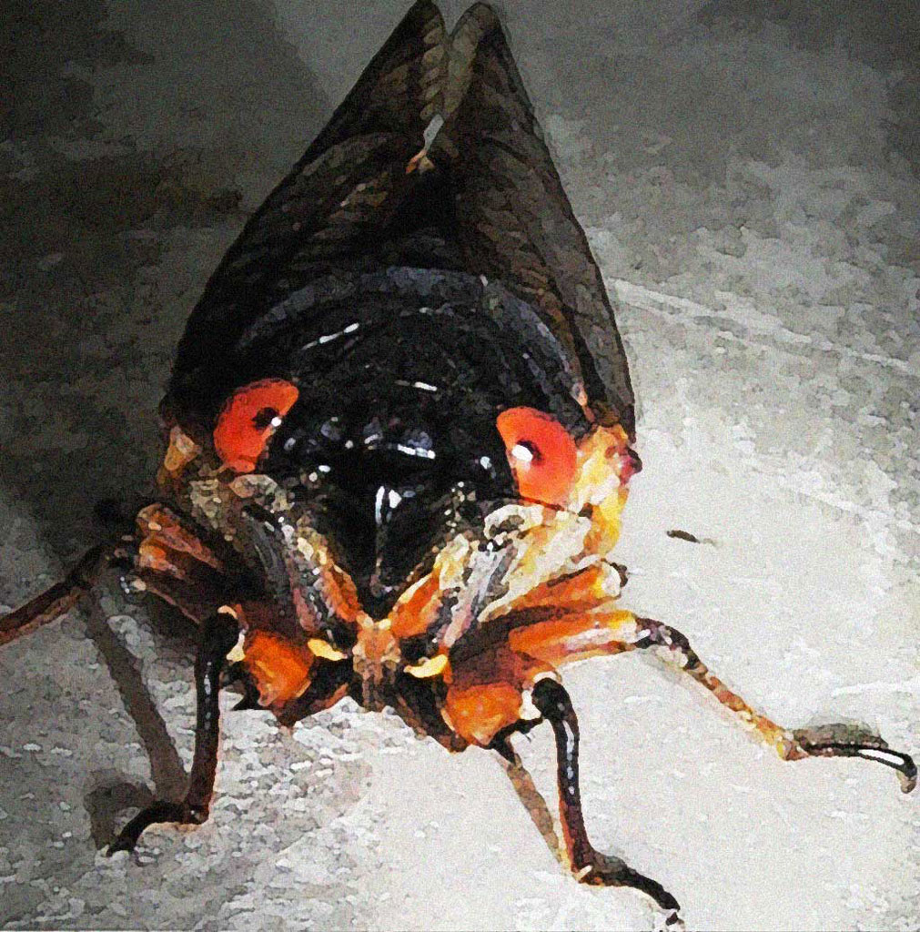 When the Cicadas Come - SmokeLong Quarterly