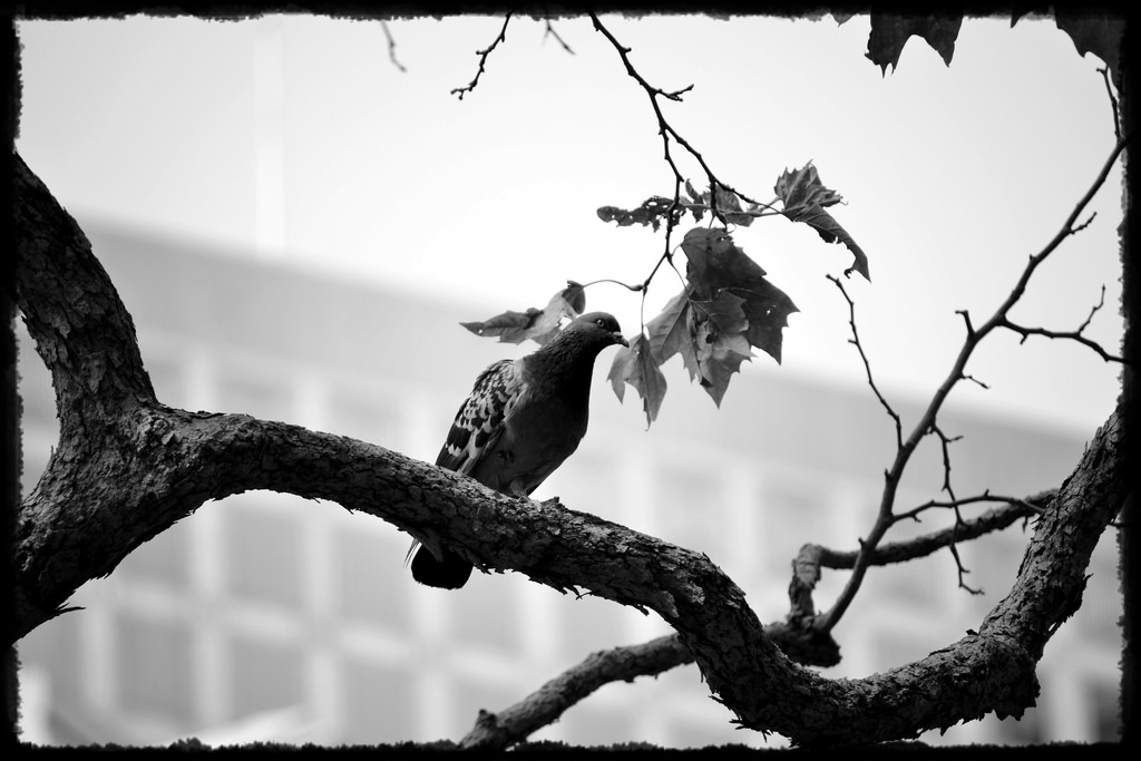 Smoke and Mirrors: An Interview with Geoff Kronik - SmokeLong Quarterly