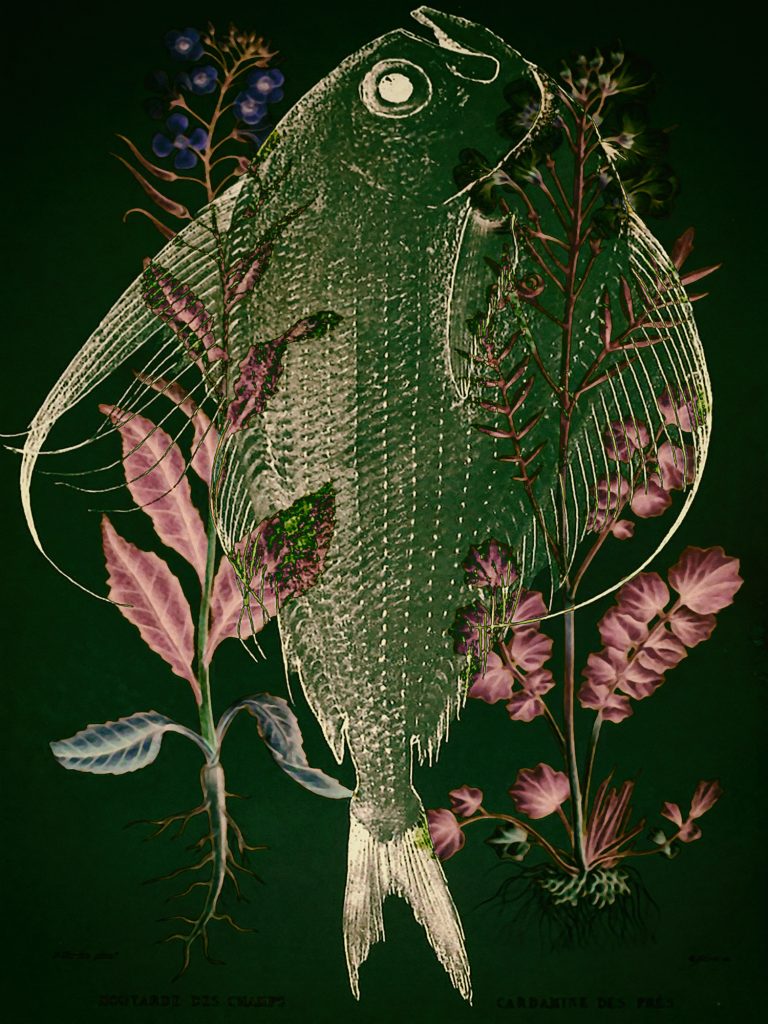 Tripta’s Recipe: Fish Cooked in Mustard Sauce - SmokeLong Quarterly