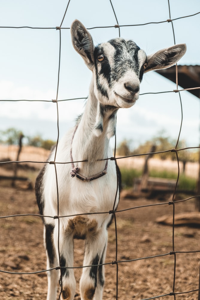 The Goat in the Math Problem - SmokeLong Quarterly