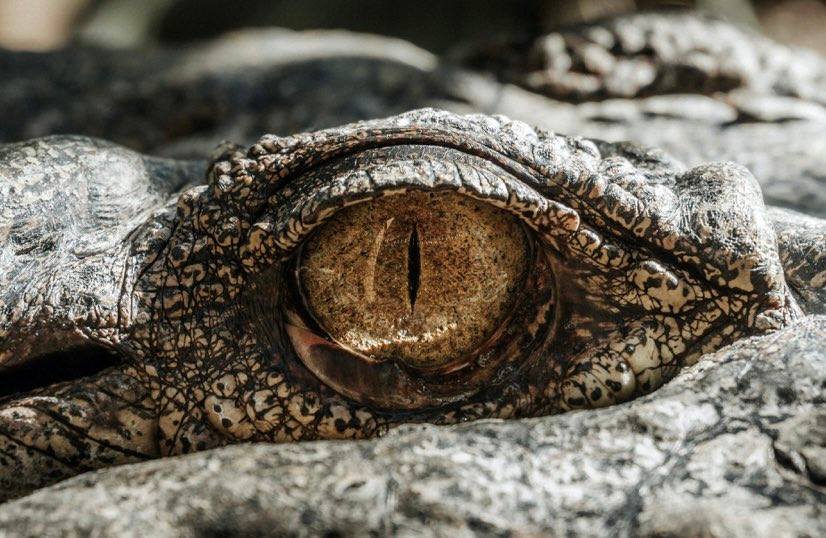 Bead Lizards - SmokeLong Quarterly