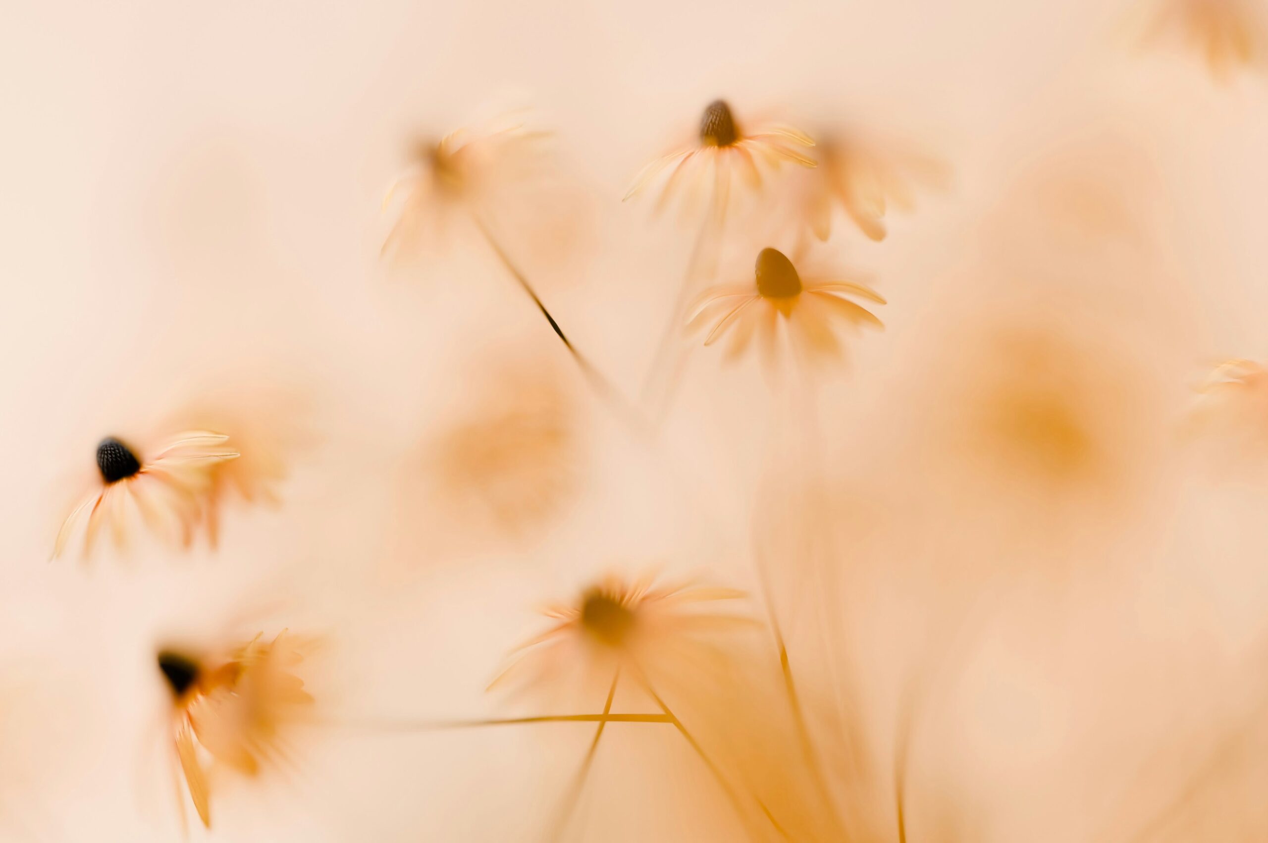 Under the Rose - SmokeLong Quarterly